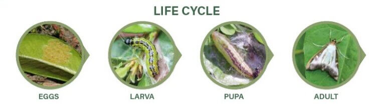 The Box Tree Moth in Southern Ontario: A Growing Threat to Ornamental ...