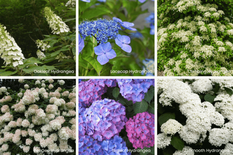 Blooming Beautiful Hydrangeas - Connon